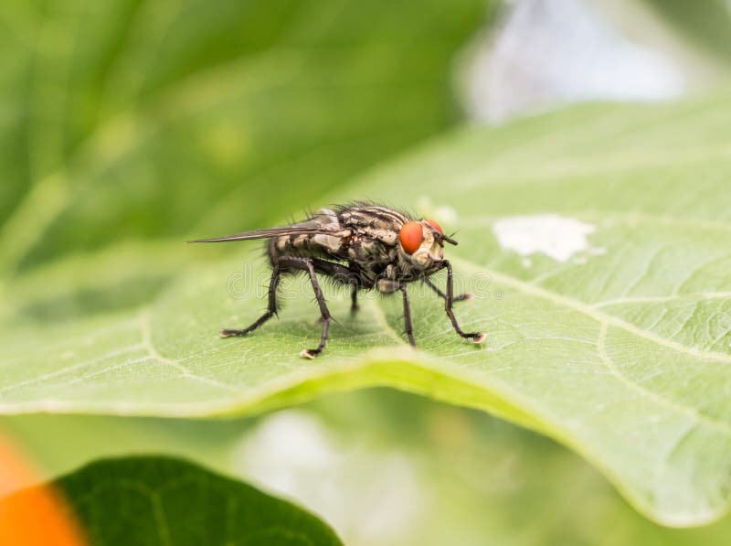 Black fly stock image. Image of wing, pest, color, garden - 253811357