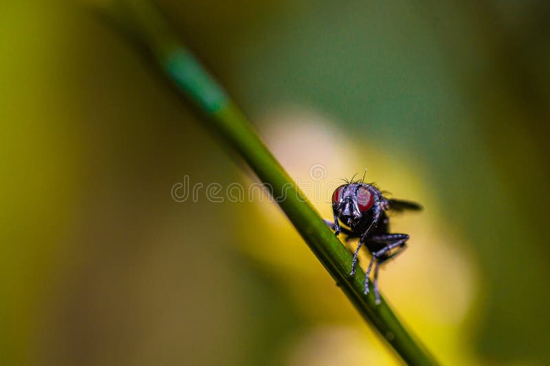 Fearless fly stock photo. Image of animal, meadow, eyes - 187743796