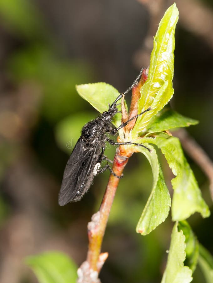 Black Fly on a Tree. Close-up Stock Image - Image of color, environment ...