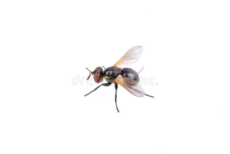 Black Fly on a White Background Stock Image - Image of tiny, pest: 57551131