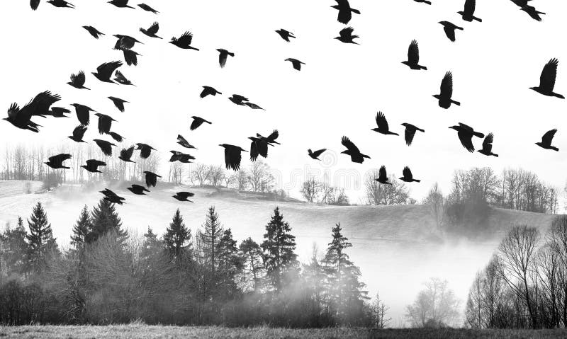Black Flying Birds and Morning Fog and a Forest Stock Photo - Image of ...