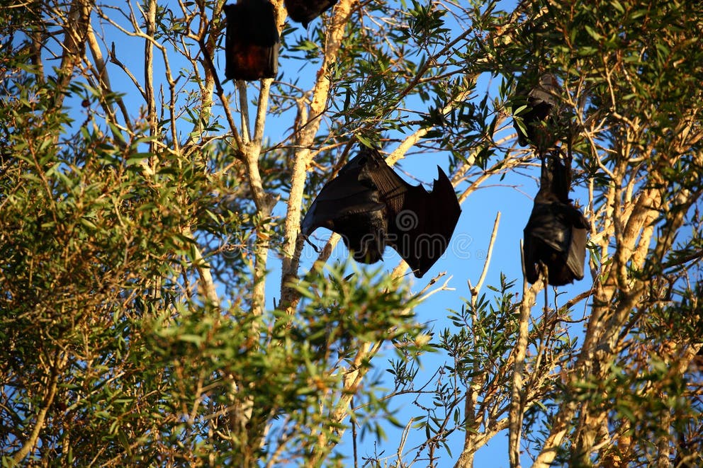 Australian Wildlife Series - Black Fruit Bats Hanging in the Trees ...