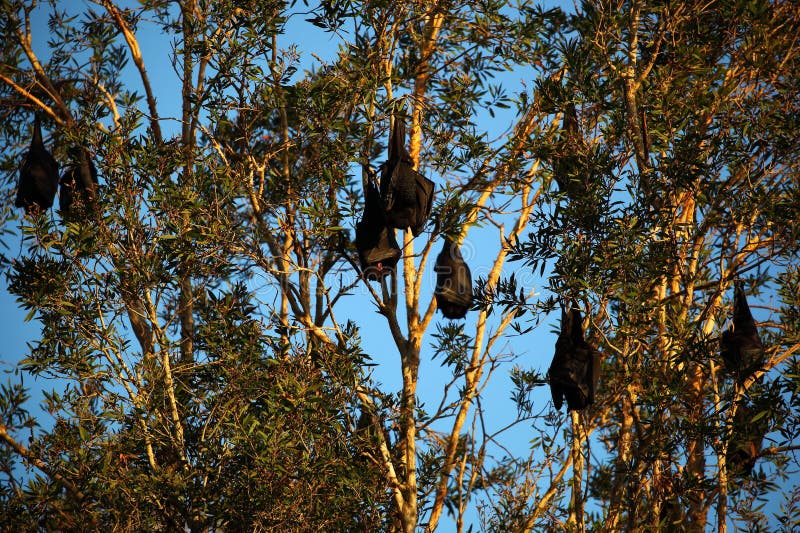 Australian Wildlife Series - Black Fruit Bats Hanging in the Trees ...