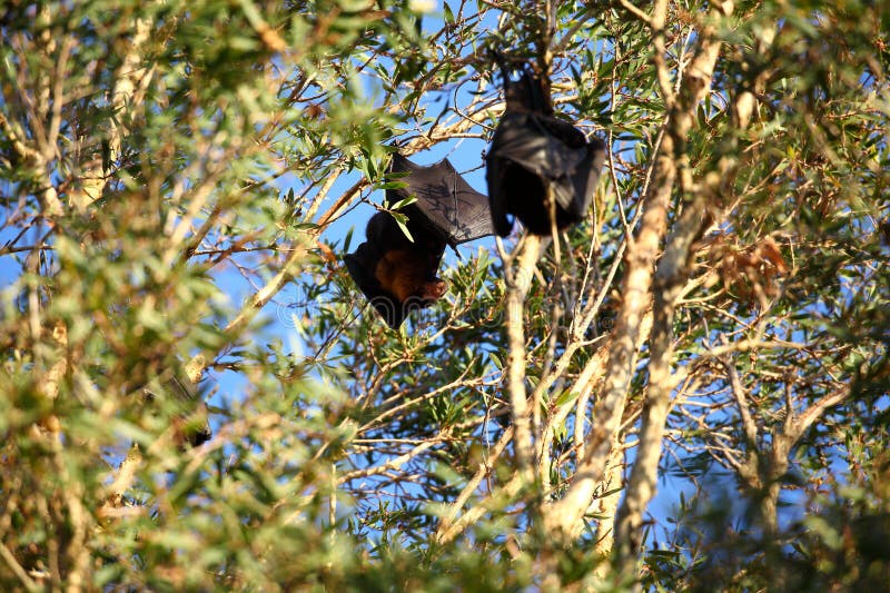 Australian Wildlife Series - Black Fruit Bats Hanging in the Trees ...