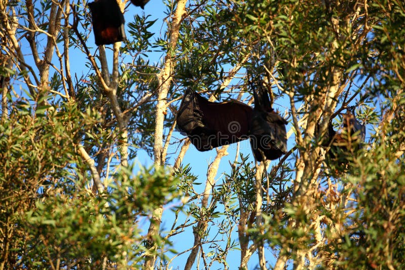 Australian Wildlife Series - Black Fruit Bats Hanging in the Trees ...