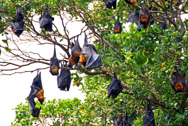 Black Flying Foxes Hanging,on Tree Thailand Stock Image - Image of ...