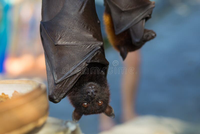 Black flying-fox stock image. Image of claws, pteropus - 17846095
