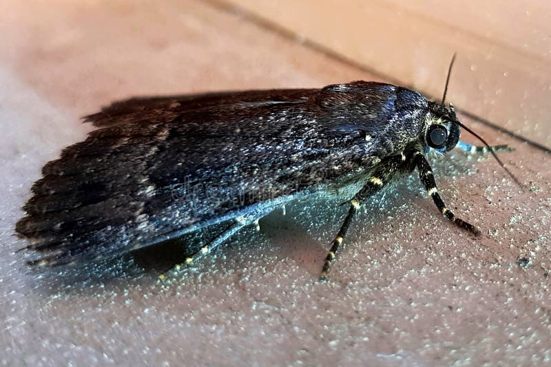 Beautiful, Black Moth Macro Stock Photo - Image of glittering, macro ...