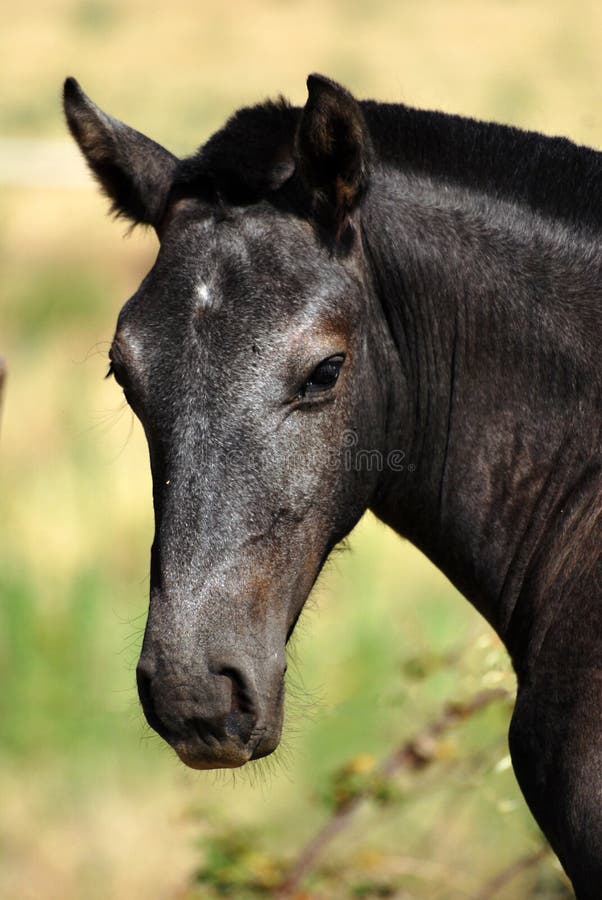 Black foal stock photo. Image of mammal, beautiful, head - 17334832