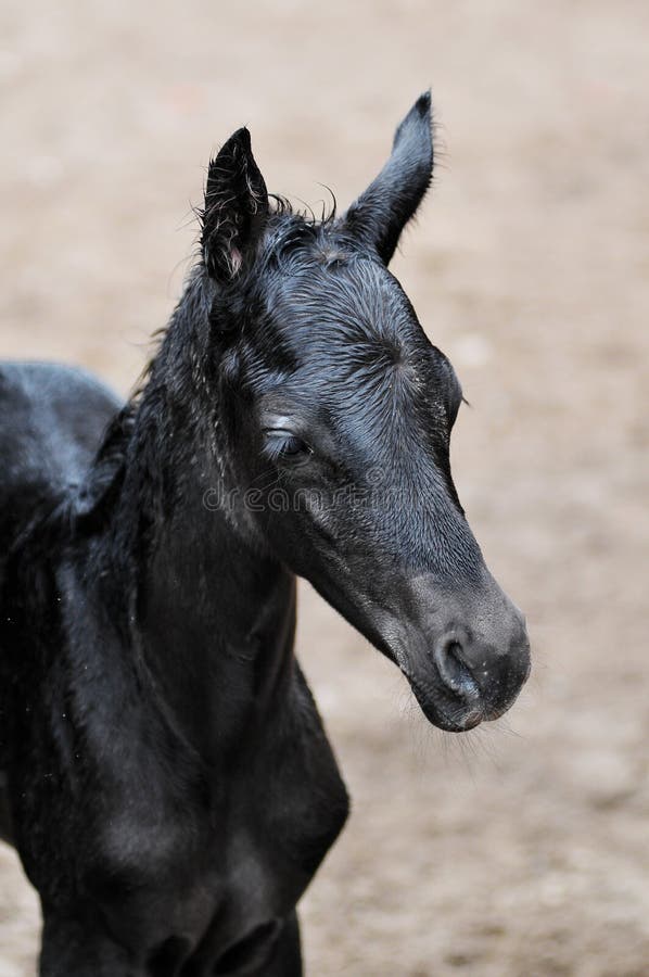 A Black Foal and a Skewbald Foal are Playing Together and are Grooming ...