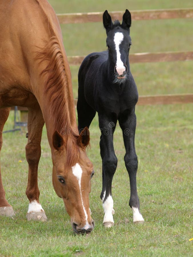 Black Foal stock photo. Image of beauty, equestrian - 111021510