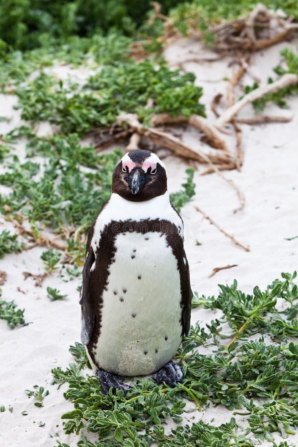 Baby african penguin chick stock image. Image of boulders - 12876895