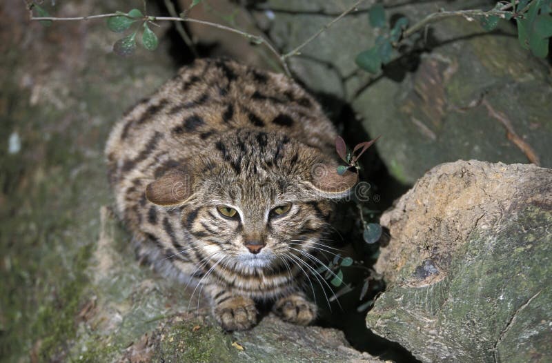 Black Footed Cat, Felis Nigripes, Adult Laying on Branch Stock Photo ...