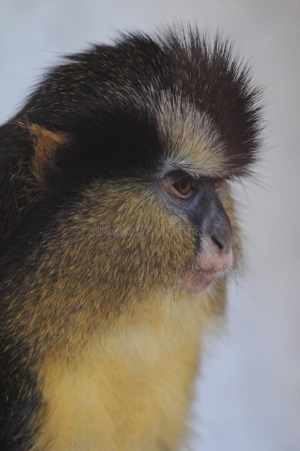 Black-footed Crowned Monkey Stock Image - Image of mammal, crowned ...