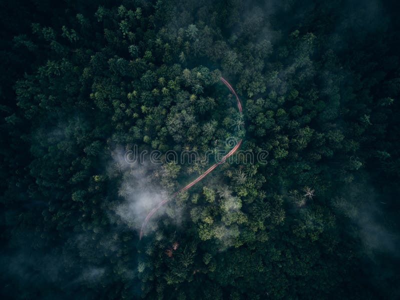 Black Forest from Above with Lonely Path Stock Photo - Image of people ...