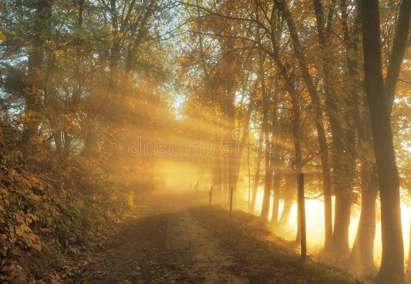 Forest in Autumn - Evening Sun Rays Shining through the Trees Stock ...
