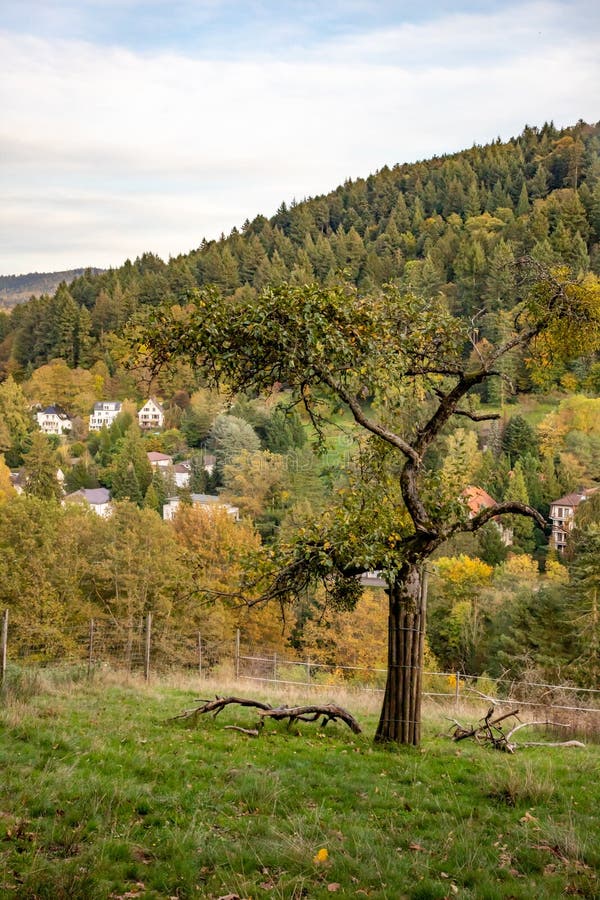 Black Forest and Baden Baden Village Stock Image - Image of landscape ...