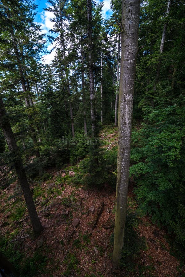 Black Forest Conifer Trees stock image. Image of season - 211109419