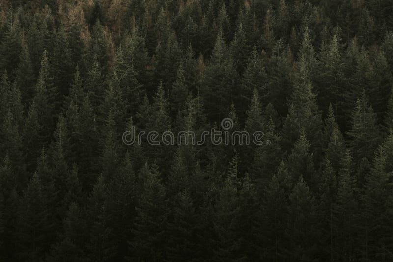 Black Forest Featuring Coniferous Evergreen Trees Stock Image - Image ...