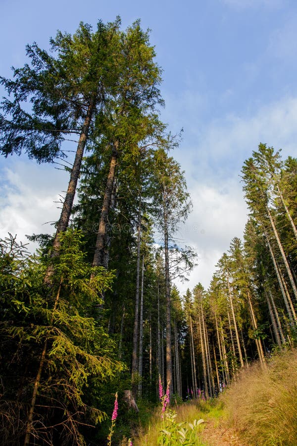 Black Forest, Germany. Photo in Forest, Plants and Trees Stock Image ...