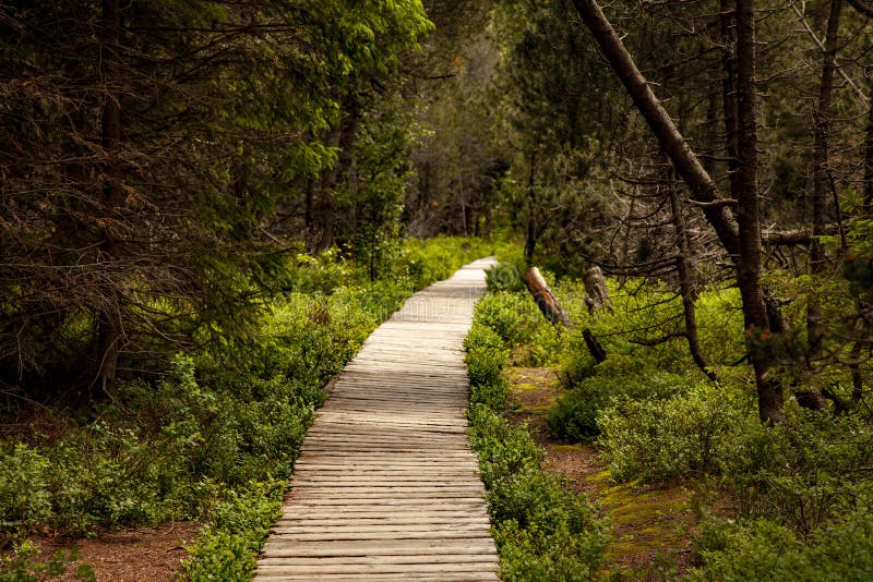 Black Forest, Germany. Forest, Plants and Trees Stock Photo - Image of ...