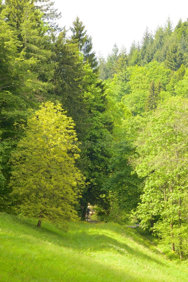 Black Forest Meadows And Hills Stock Photo - Image of grass, bright ...