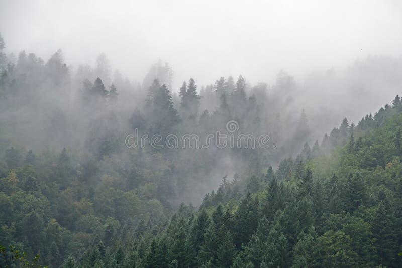 Black Forest in the mist stock image. Image of morning - 87060819
