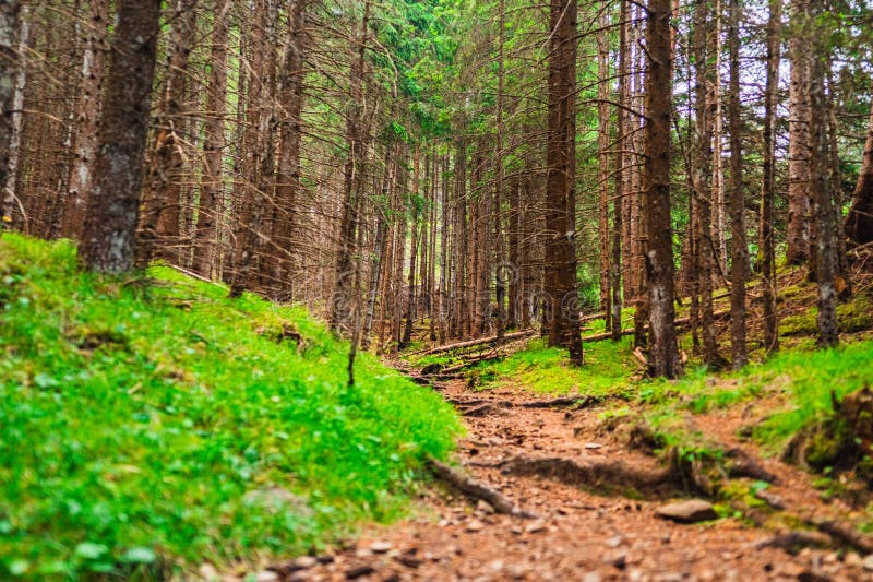 Adventurous Path through a Majestic Landscape Stock Image - Image of ...