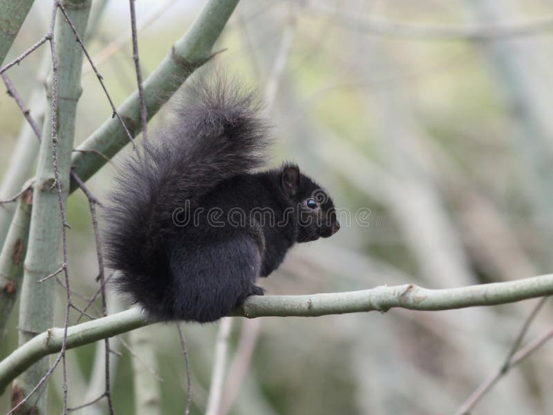 Black Form Of The Eastern Gray Squirrel Stock Photo - Image of sitting ...