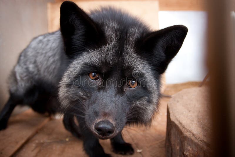 Black Fox Looks Straight at Us Stock Image - Image of wildlife, nature ...