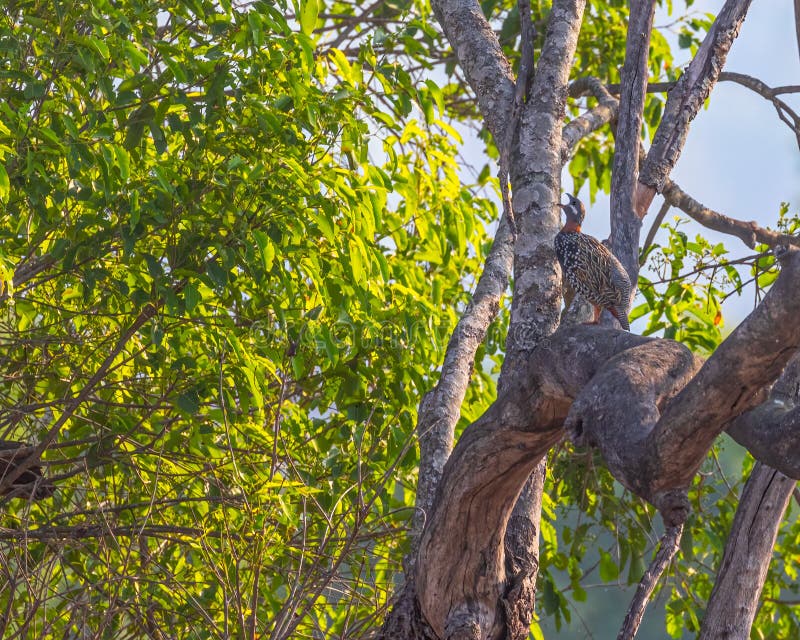 A Black Francolin calling stock image. Image of wild - 287179045