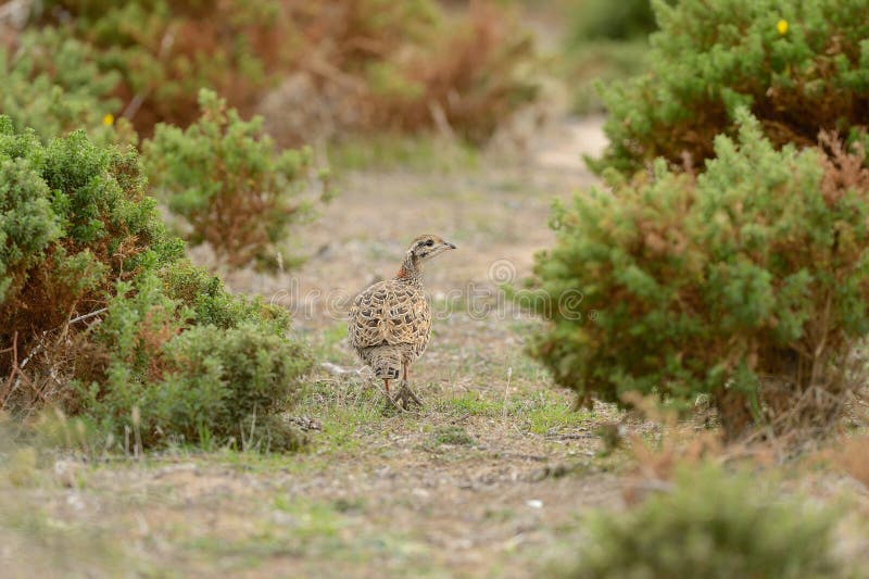 Black Francolin (Francolinus Francolinus) Walking among the Bushes ...