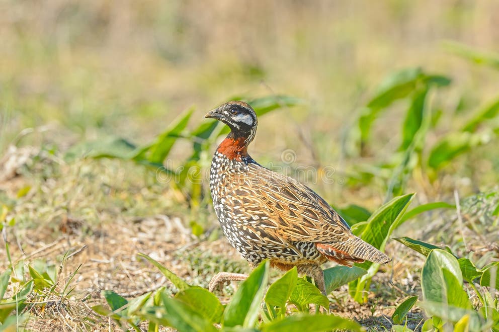 Black Francolin (Francolinus Francolinus) Walking among Green Leafy ...