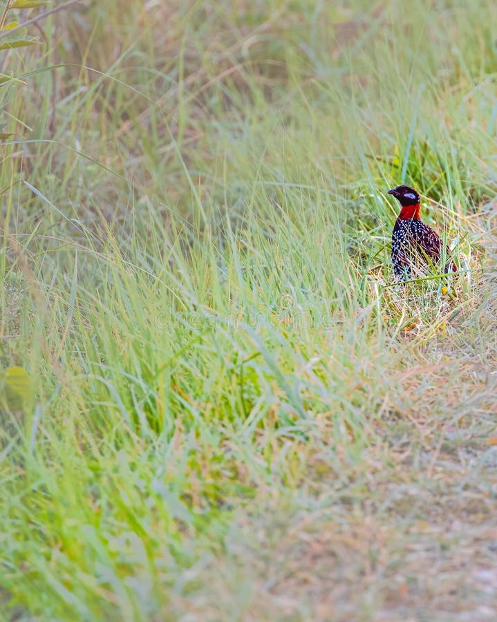 A Black Francolin stock photo. Image of wildlife, beautiful - 287179070