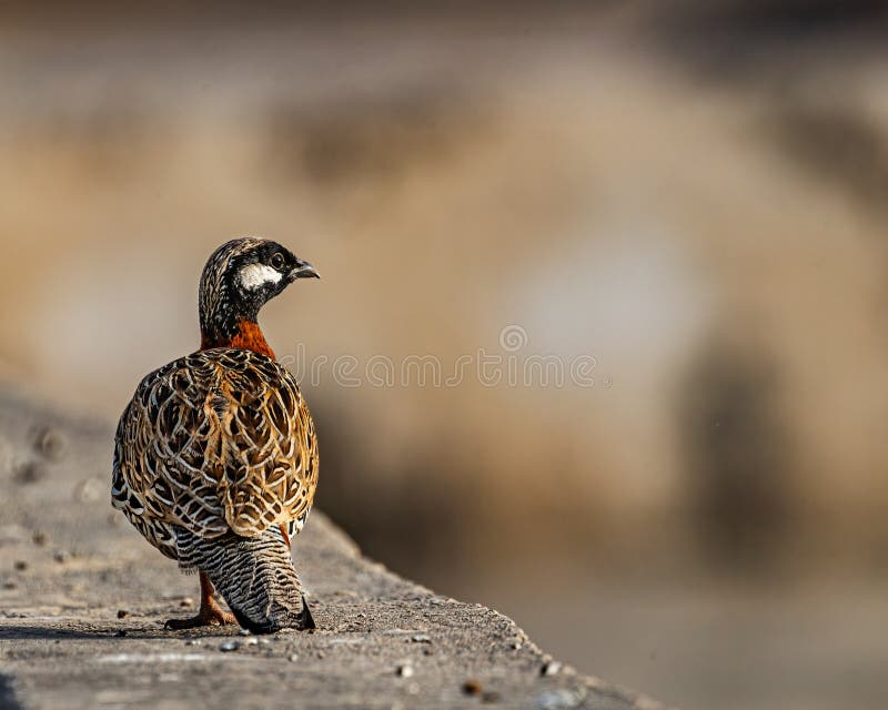 A Black Francolin stock photo. Image of nature, grey - 286465316
