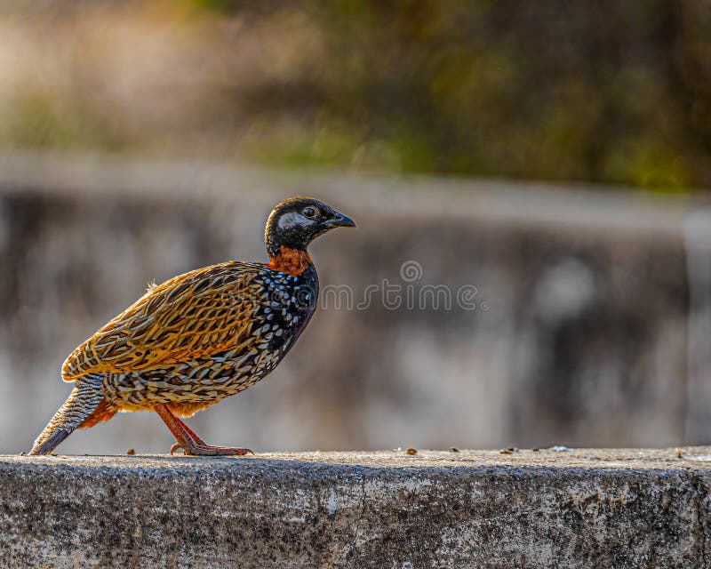A Black Francolin stock image. Image of tail, brown - 286465319