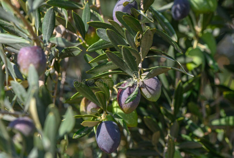 Black Fresh Olives on Olive Tree Branches 1 Stock Image - Image of ...