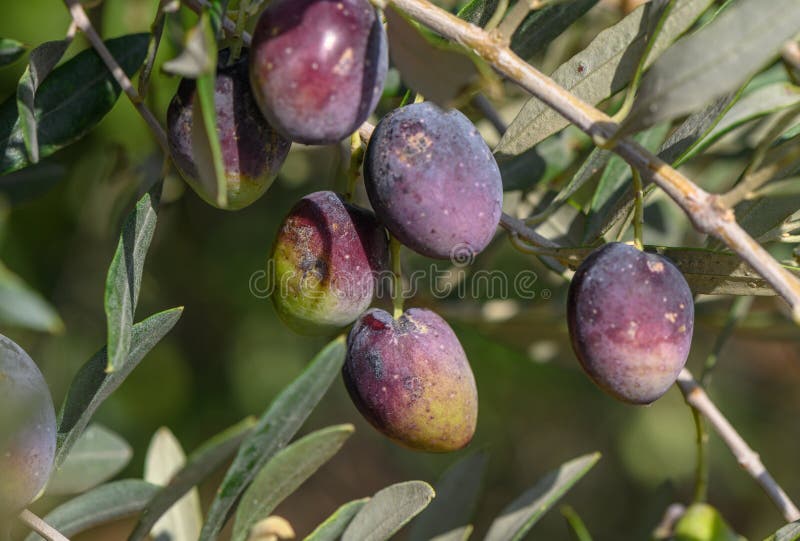 Black Fresh Olives on Olive Tree Branches Stock Photo - Image of ...
