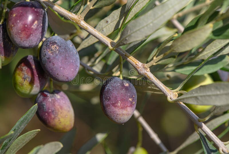 Black Fresh Olives on Olive Tree Branches Stock Photo - Image of ...