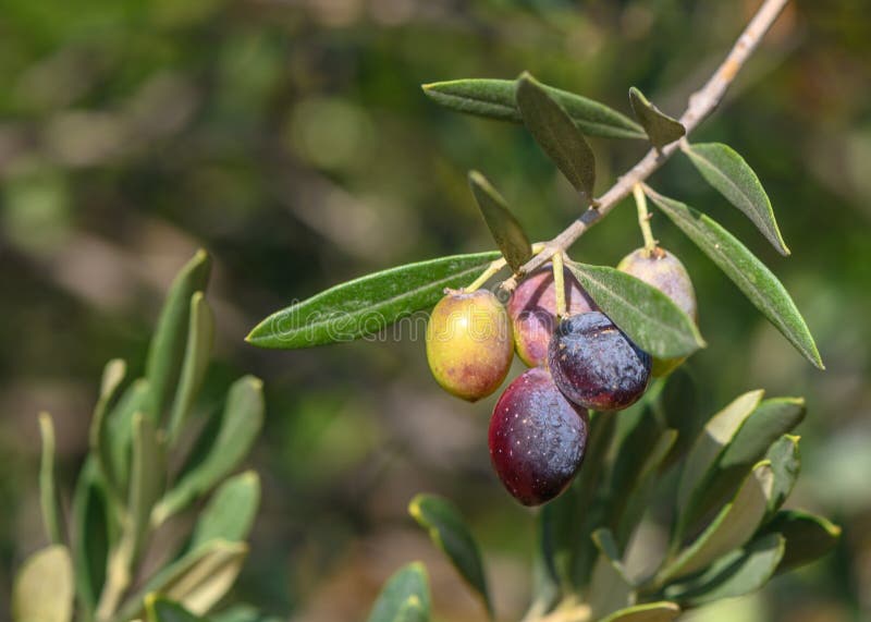 Black Fresh Olives on Olive Tree Branches Stock Photo - Image of clouds ...