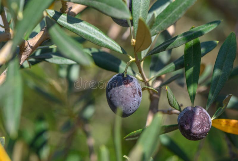 Black Fresh Olives on Olive Tree Branches Stock Image - Image of leaf ...