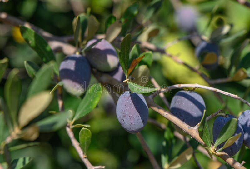 Black Fresh Olives on Olive Tree Branches Stock Image - Image of italy ...