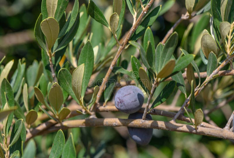 Black Fresh Olives on Olive Tree Branches Stock Image - Image of symbol ...