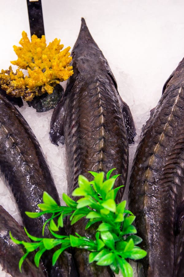 Black Fresh Sterlet Fish Gray on Ice Stock Image - Image of seas ...