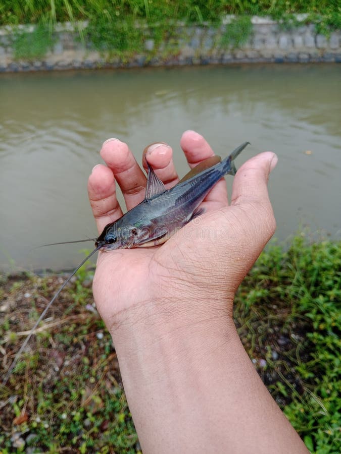 Black Freshwater Fish on Hand Stock Image - Image of landscape, hand ...