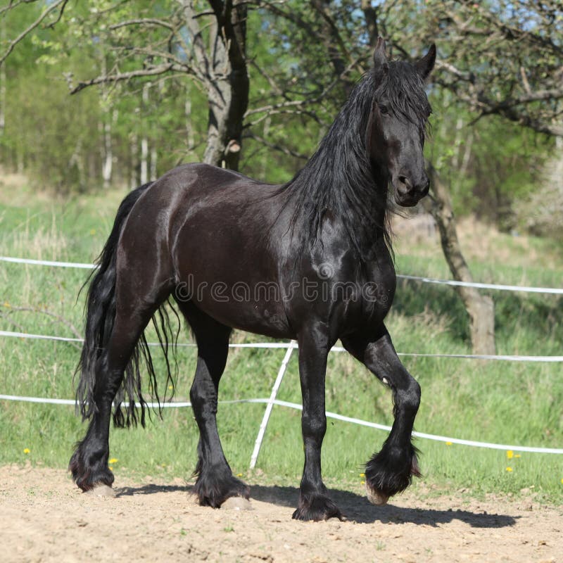Black Friesian Mare in Spring Stock Image - Image of grazing ...