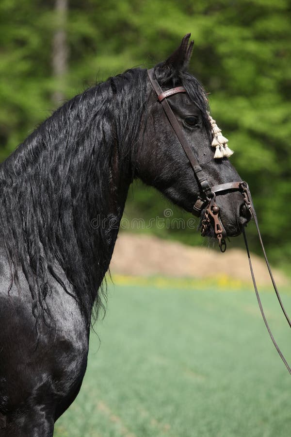 Black Friesian Mare in Spring Stock Photo - Image of animal, rest: 57170790
