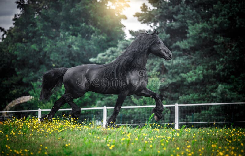 Black Friesian stallion stock image. Image of equestrian - 260454397