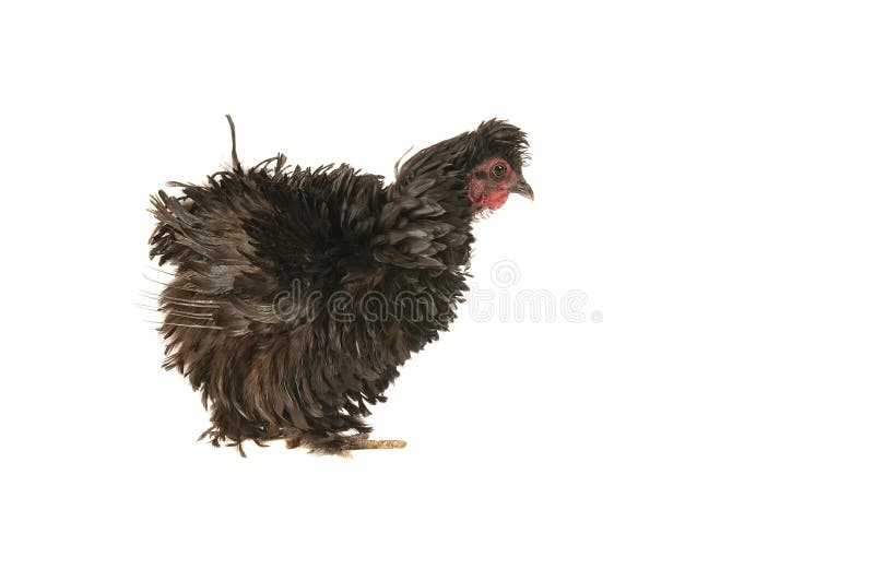 Frizzle rooster stock image. Image of chicken, close - 16572693