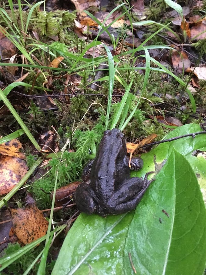 Black Frog on Leaves in the Forest Stock Image - Image of beautiful ...